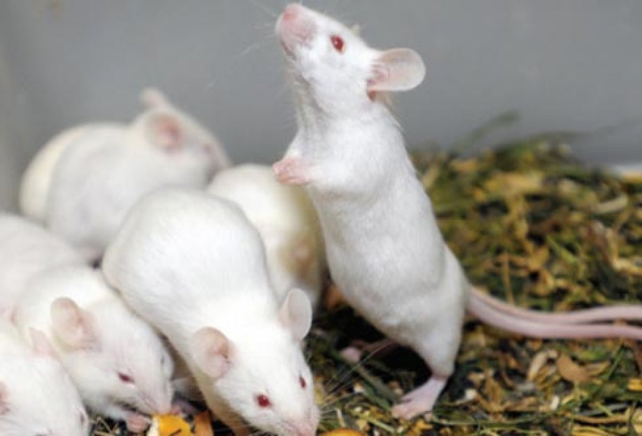 Laboratorní myš
