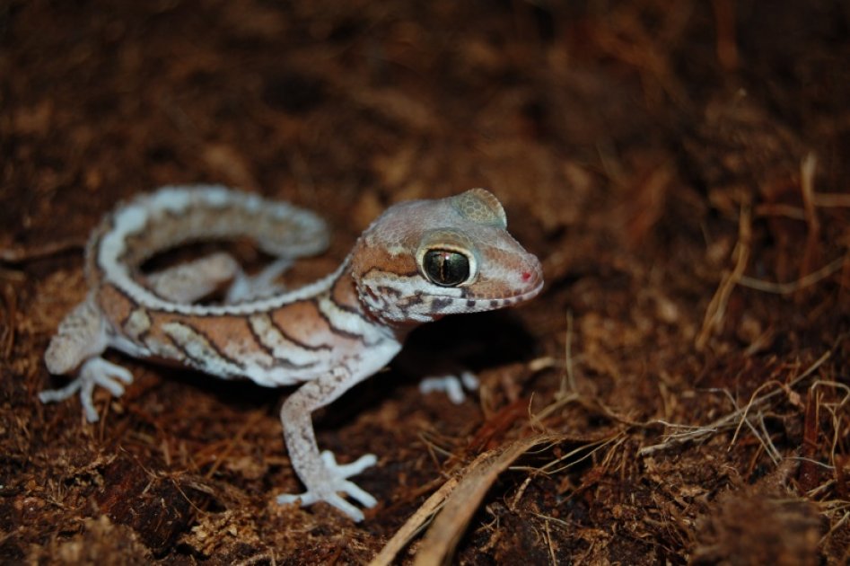 Gekon madagaskarský